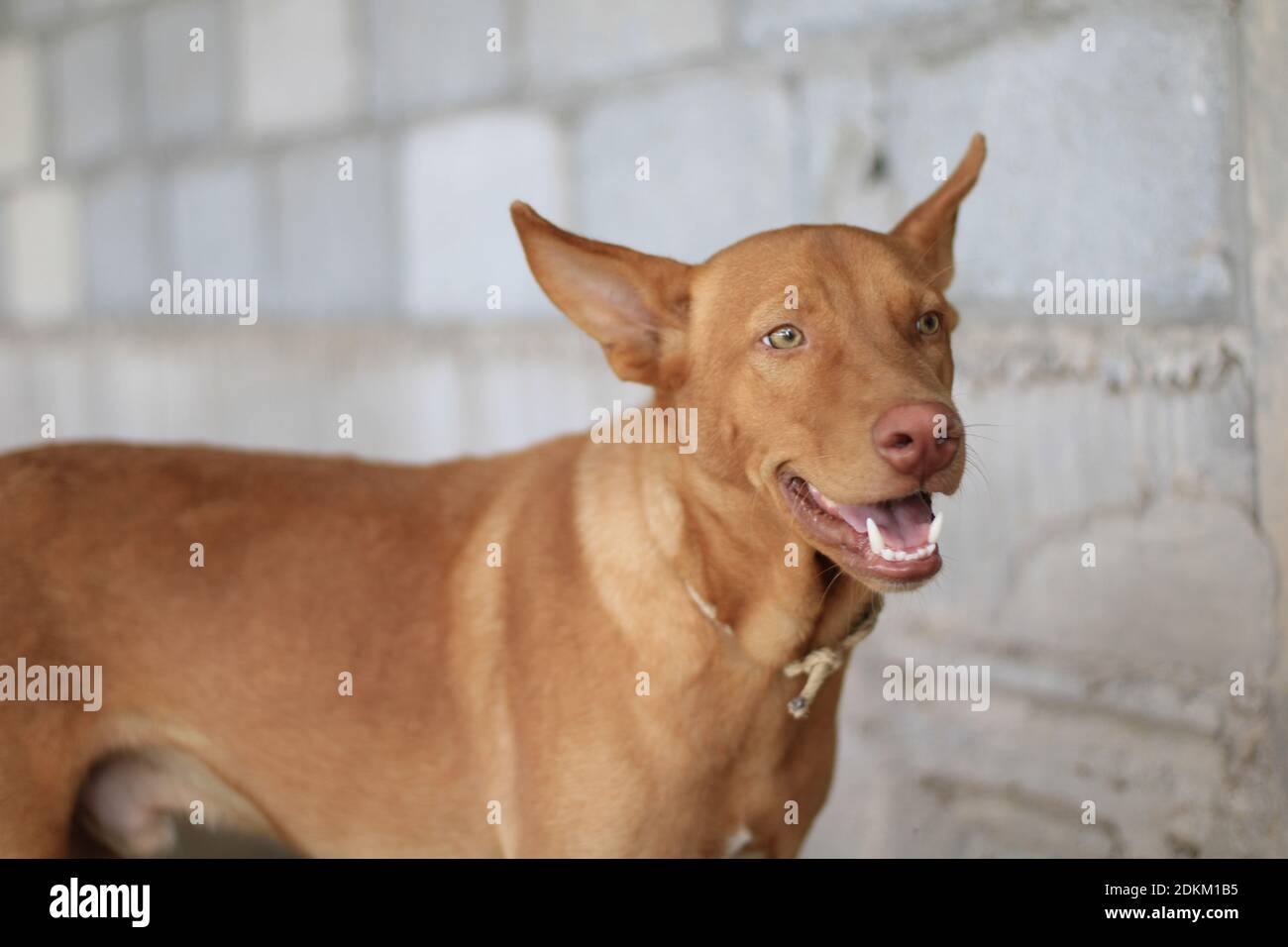 Pit bull terrier snarling hi-res stock photography and images - Alamy