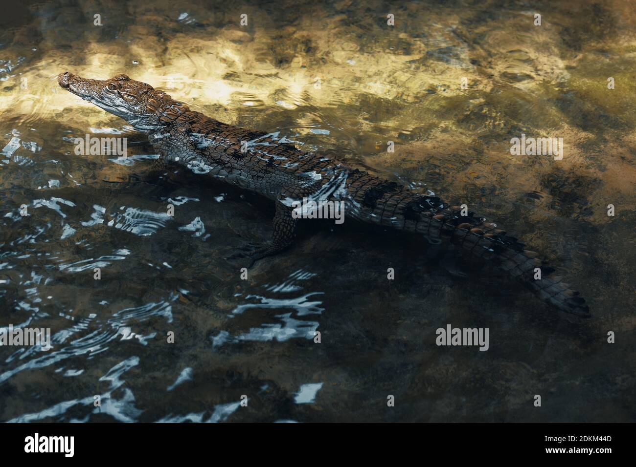 Caiman in the water . Hunting crocodile Stock Photo - Alamy