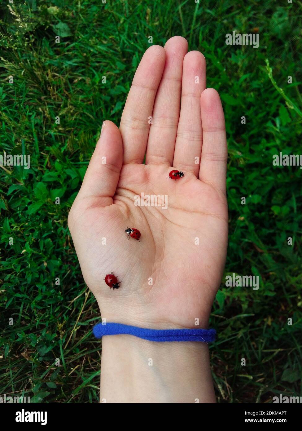 Real Bugs High Resolution Stock Photography and Images - Alamy