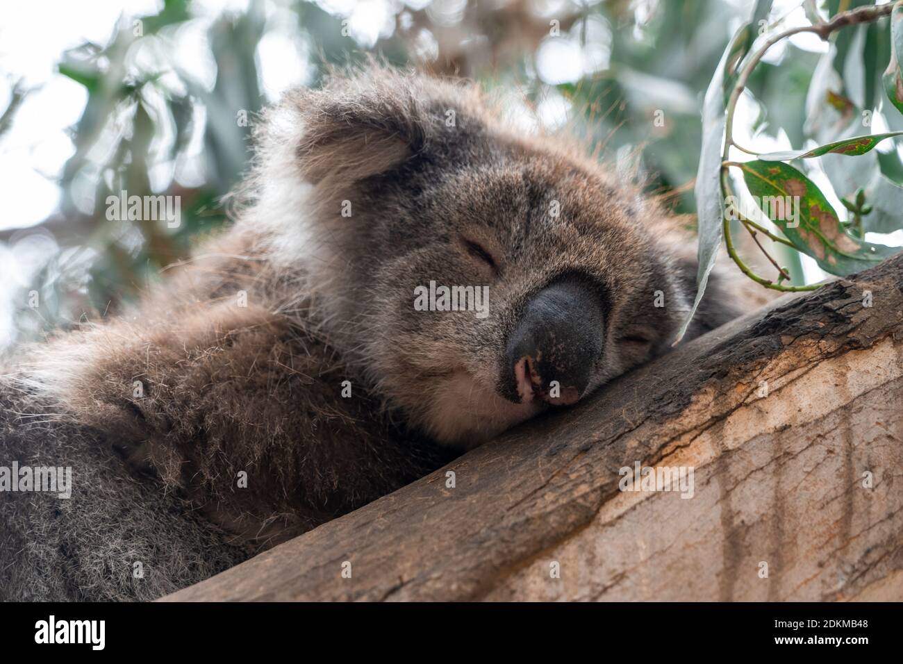 Koala Nose