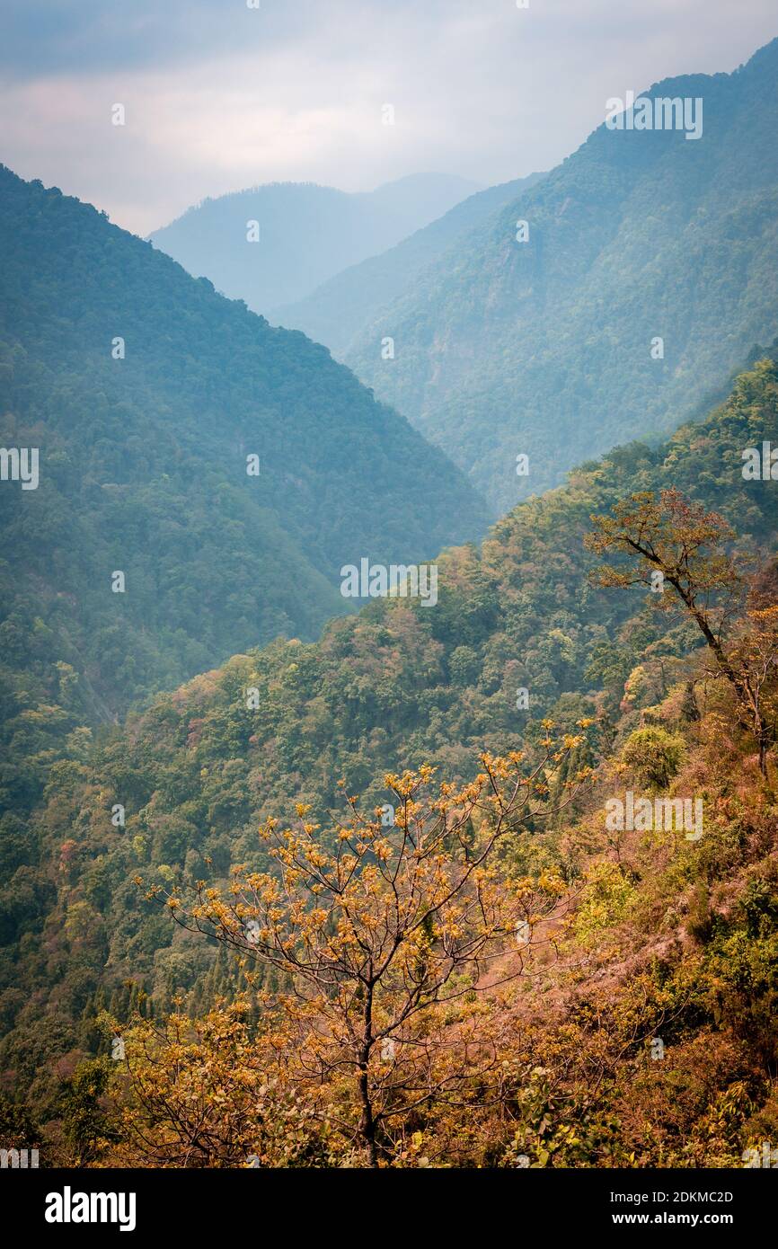 Sikkim forest hi-res stock photography and images - Alamy