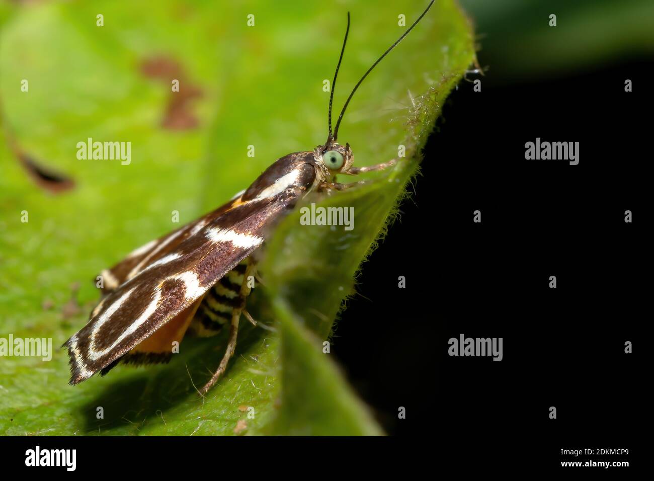 Metalmark Moth of the Genus Hemerophila Stock Photo - Alamy