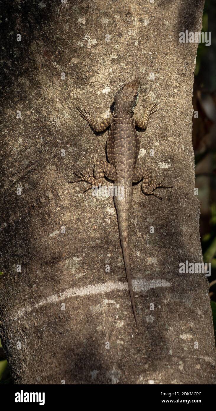 Brazilian lizard hi-res stock photography and images - Alamy
