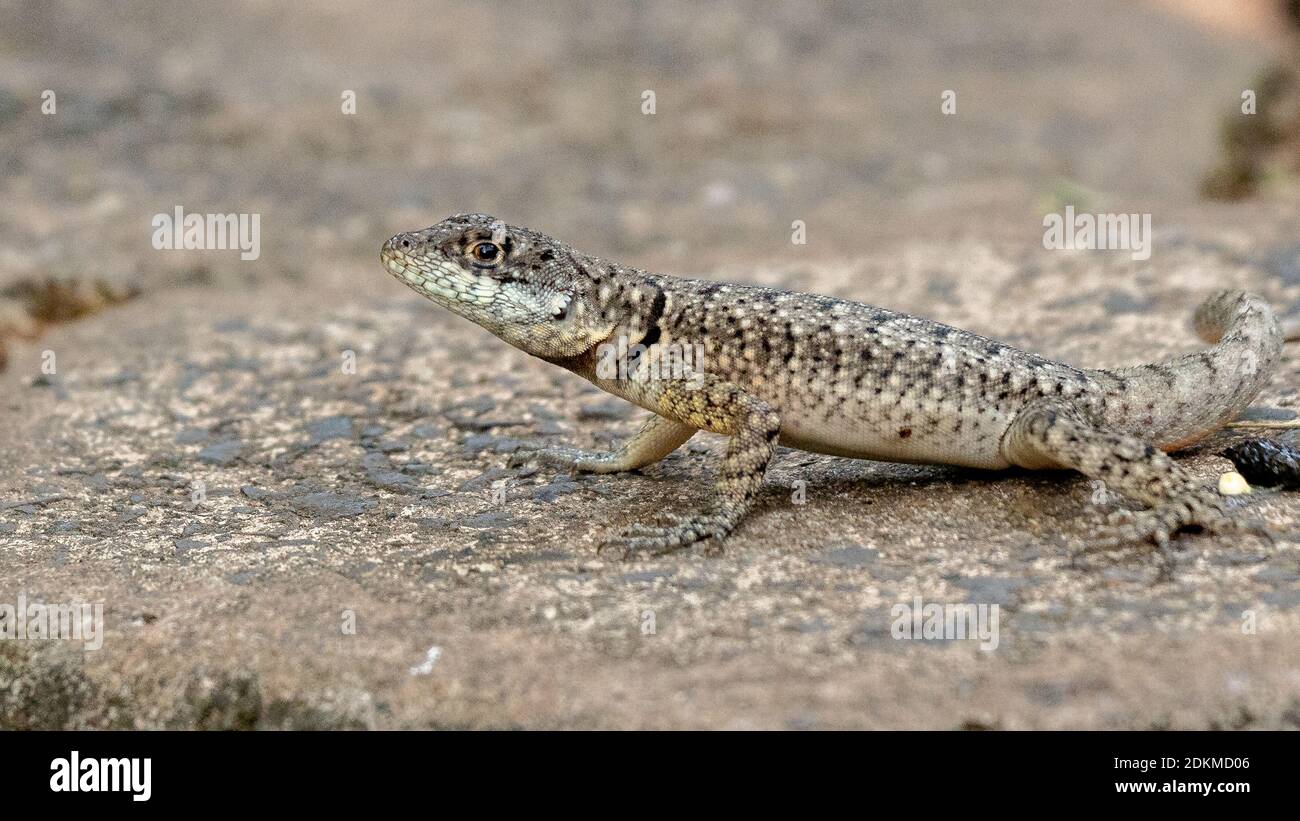Brazilian ground lizard of the genus Tropidurus Stock Photo - Alamy