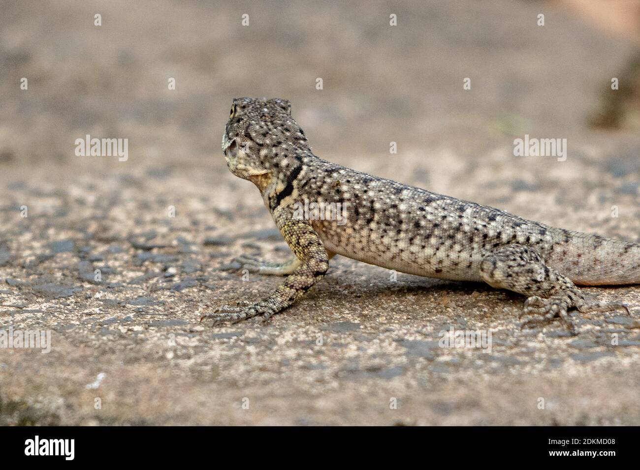 Brazilian lizard hi-res stock photography and images - Alamy