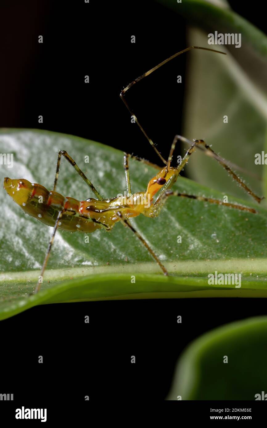 Assassin bug family reduviidae in hi-res stock photography and images ...