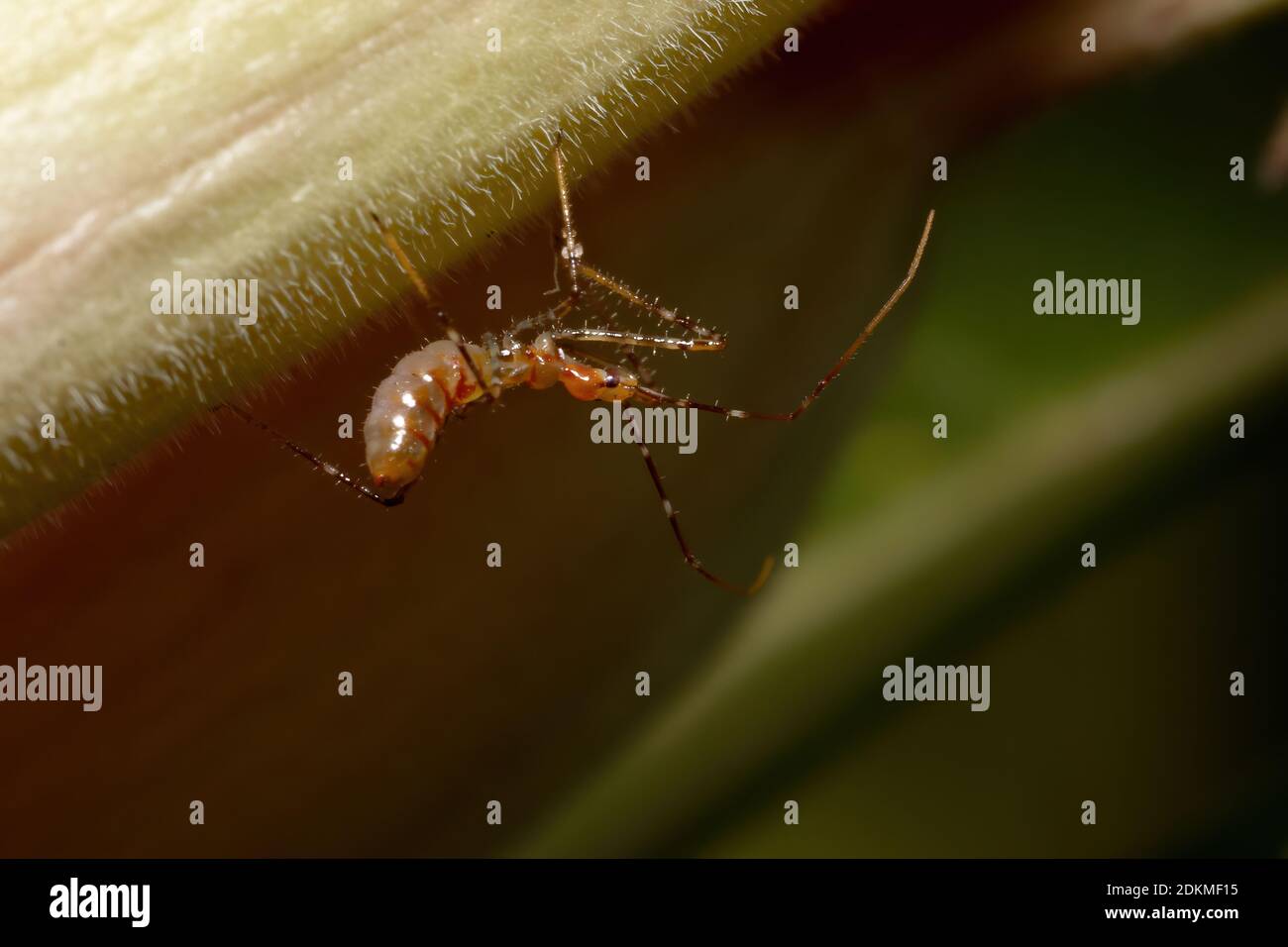Assassin Bug nymph of the Family Reduviidae Stock Photo - Alamy