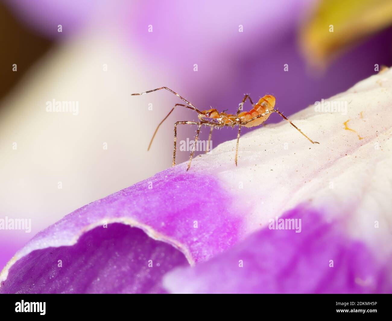 Assassin Bug nymph of the Family Reduviidae Stock Photo - Alamy