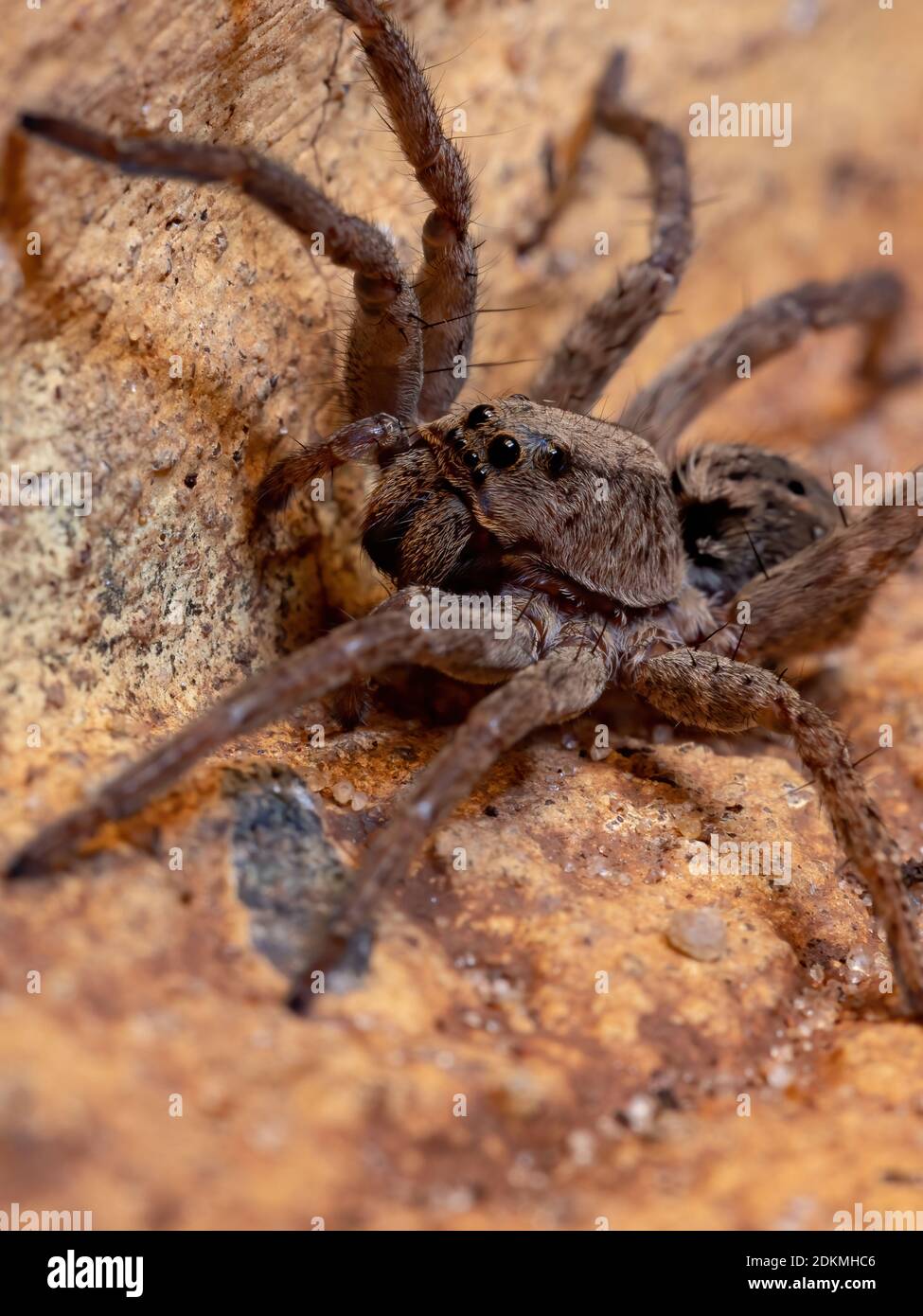 Wolf Spider of the Family Lycosidae Stock Photo - Alamy