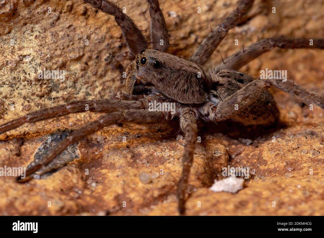 Wolf Spider of the Family Lycosidae Stock Photo - Alamy