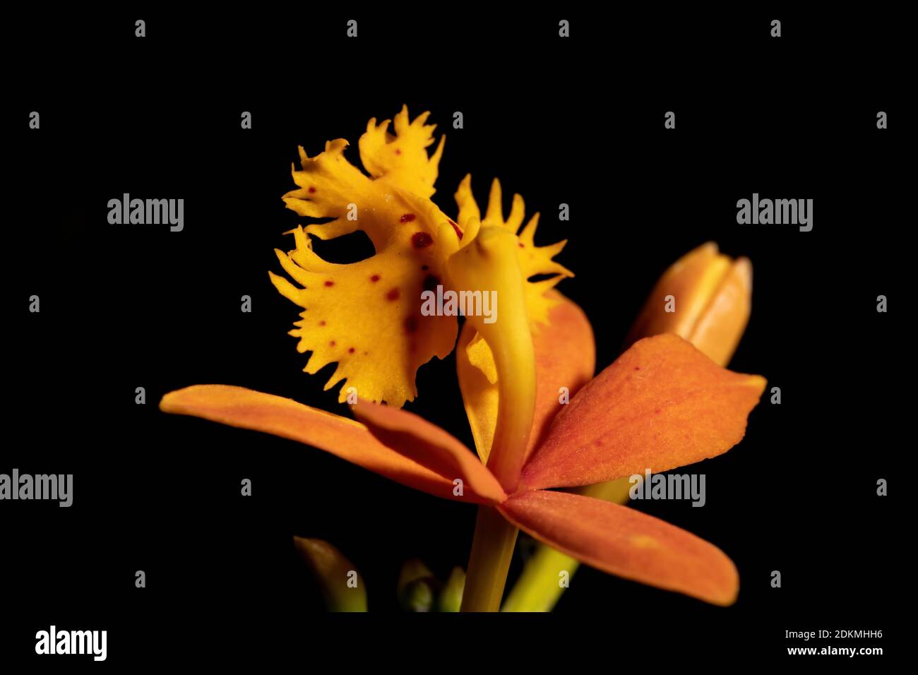 Yellow orchid flower of the genus Epidendrum Stock Photo - Alamy