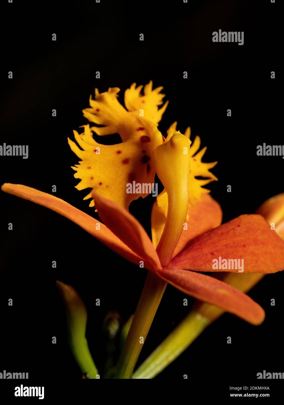Yellow orchid flower of the genus Epidendrum Stock Photo - Alamy