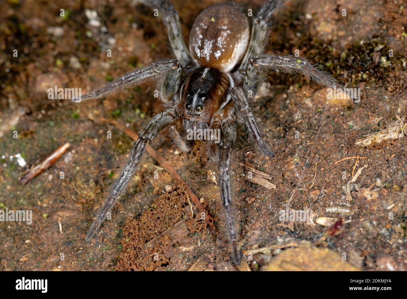 Wolf Spider of the species Allocosa paraguayensis Stock Photo - Alamy
