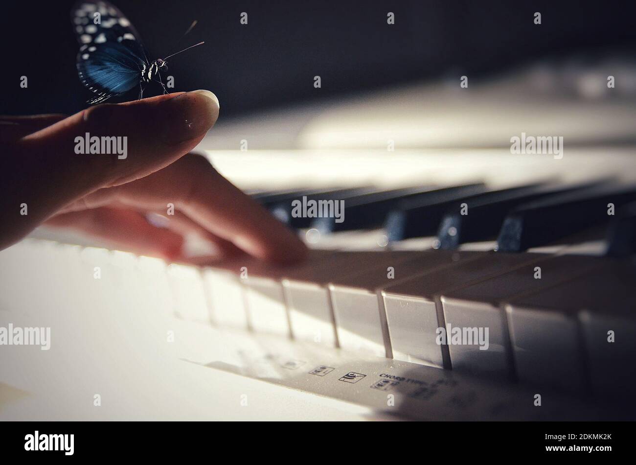 Piano Key Butterfly High Resolution Stock Photography and Images - Alamy