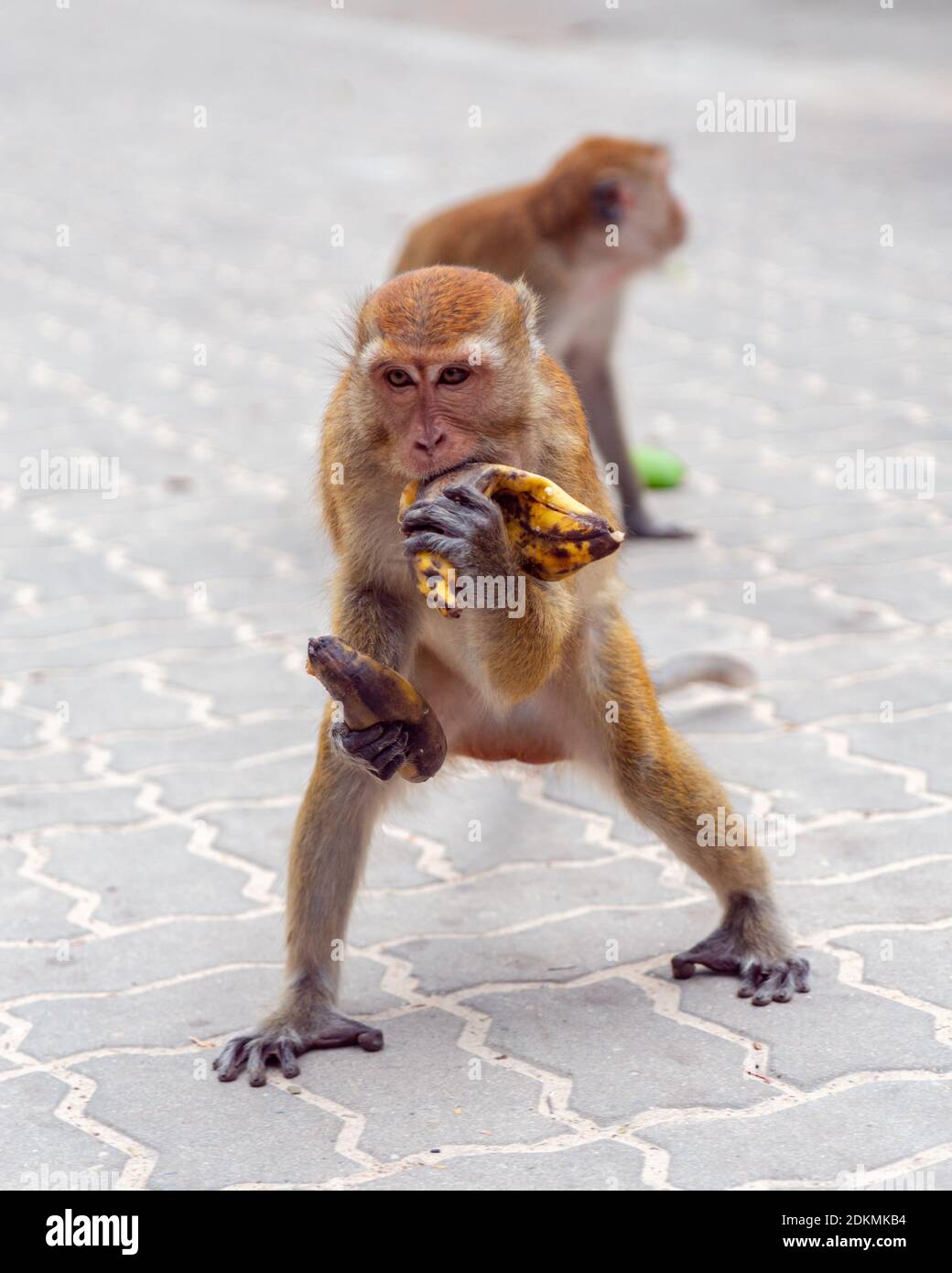 Thailand monkeys railay beach hi-res stock photography and images - Alamy