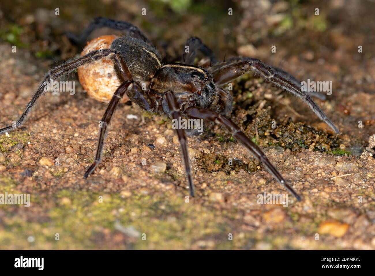 Wolf Spider of the species Allocosa paraguayensis Stock Photo - Alamy