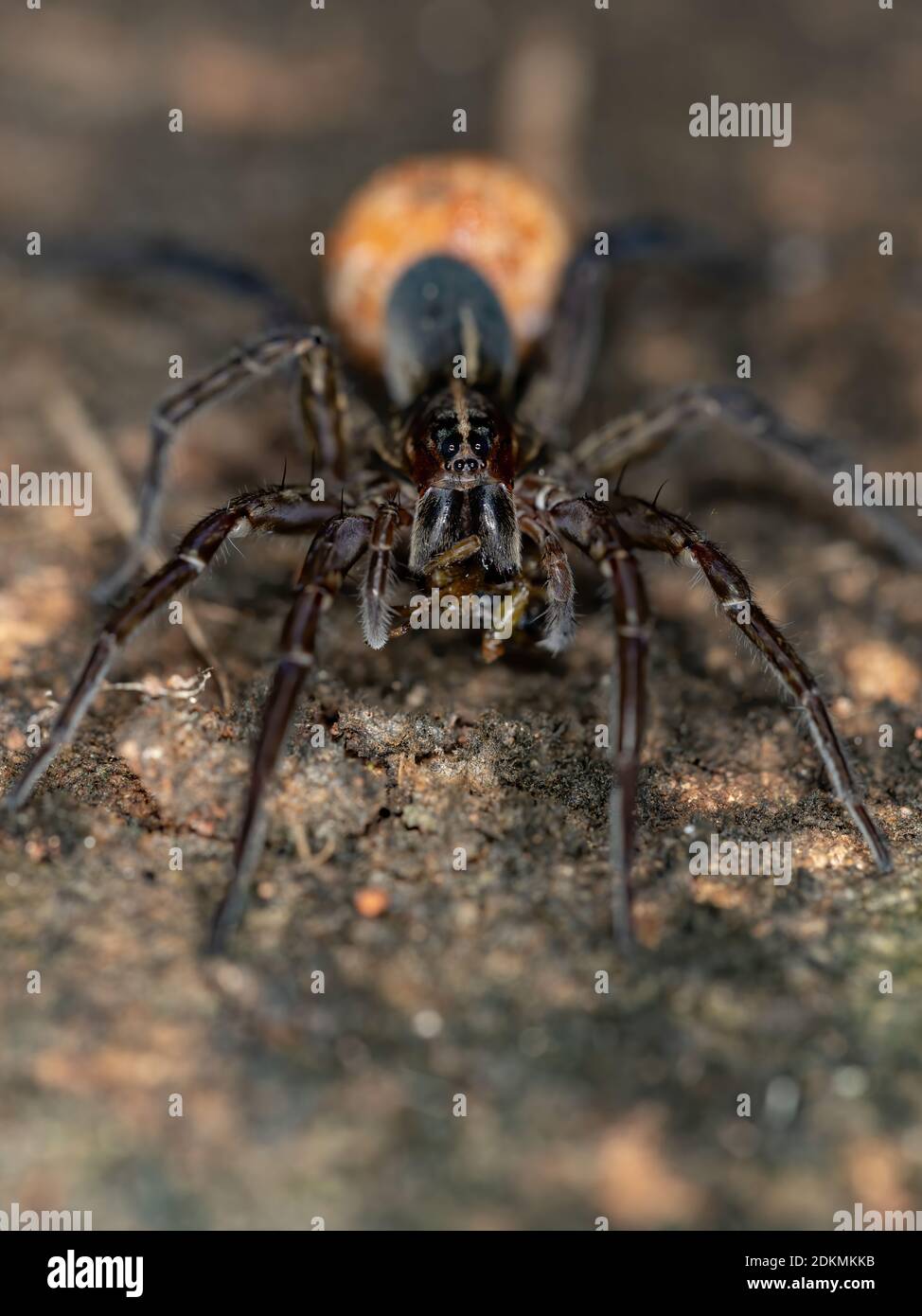 Wolf Spider of the species Allocosa paraguayensis Stock Photo - Alamy