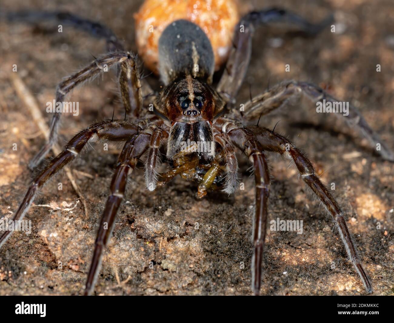 Wolf Spider of the species Allocosa paraguayensis Stock Photo - Alamy