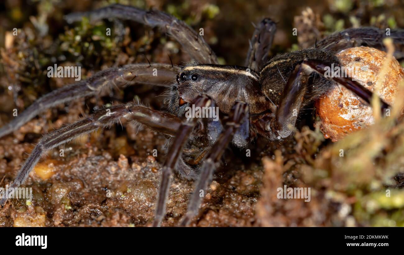 Wolf Spider of the species Allocosa paraguayensis Stock Photo - Alamy