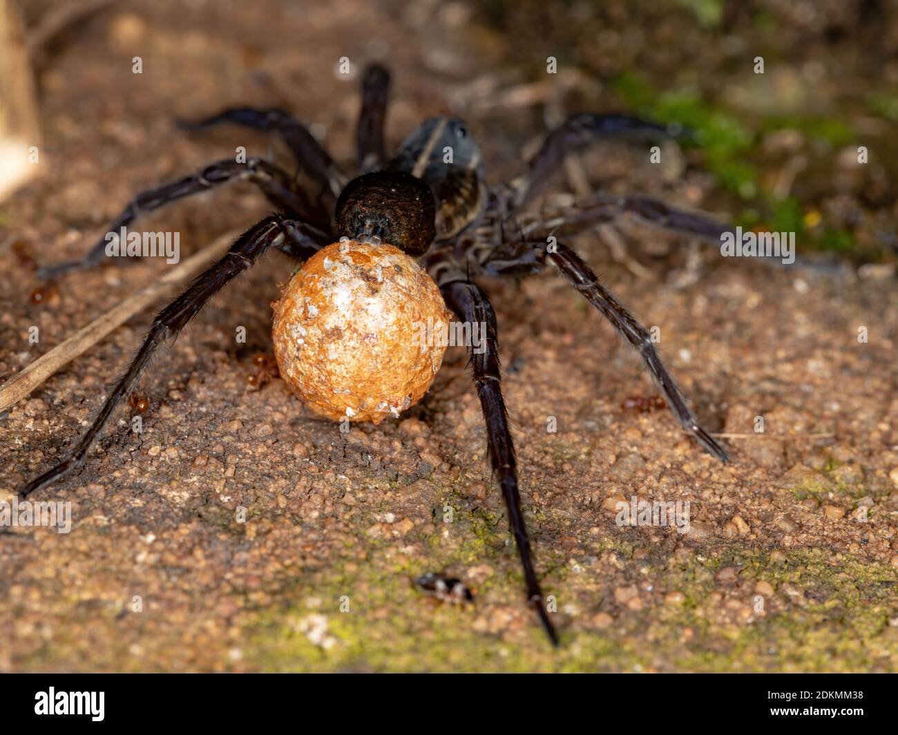 Wolf Spider of the species Allocosa paraguayensis Stock Photo - Alamy