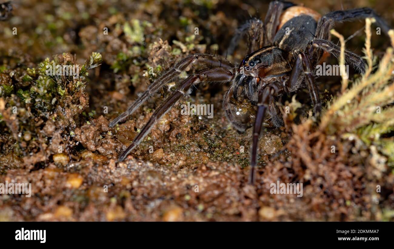 Wolf Spider of the species Allocosa paraguayensis Stock Photo - Alamy