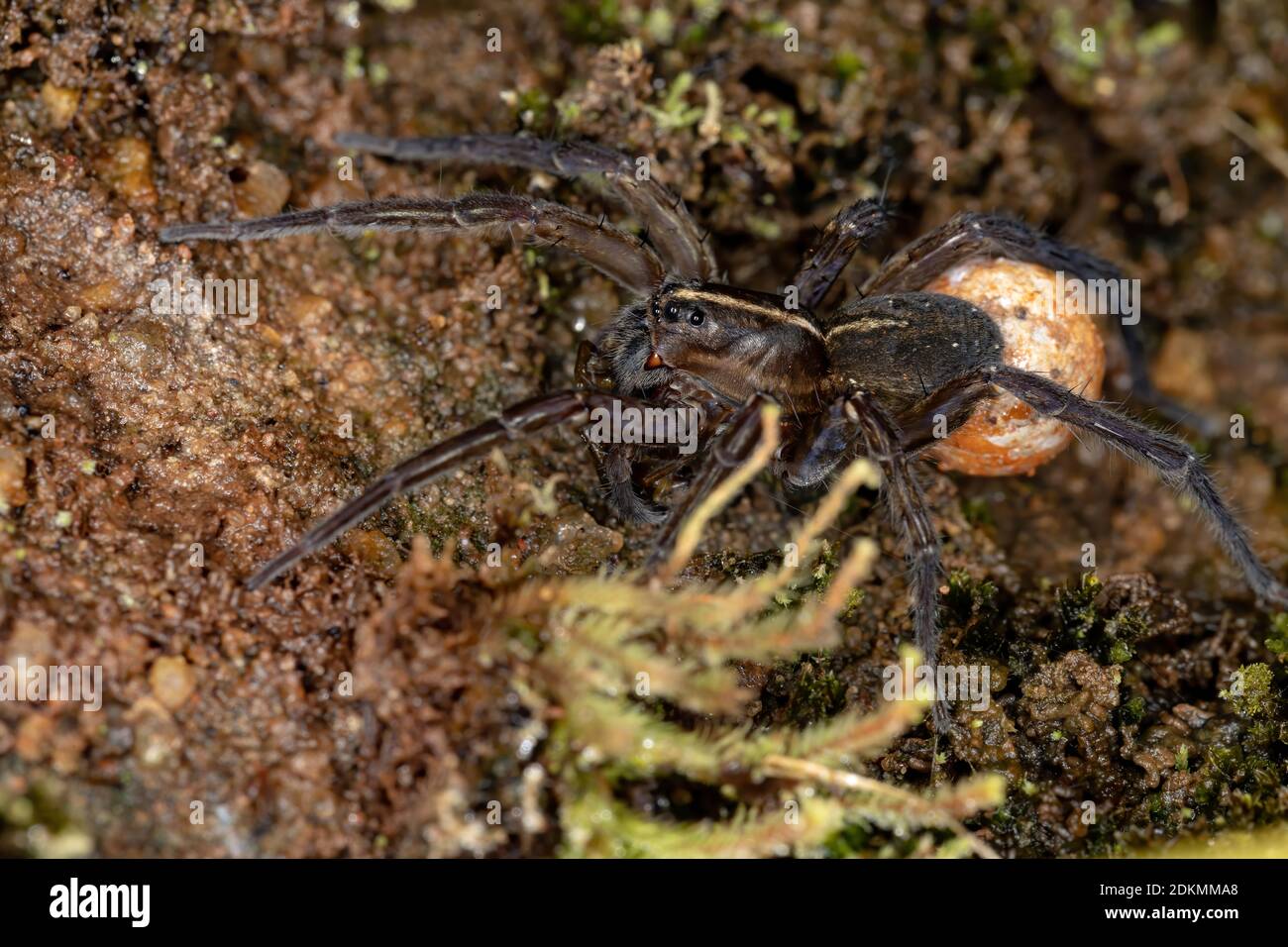 Wolf Spider of the species Allocosa paraguayensis Stock Photo - Alamy