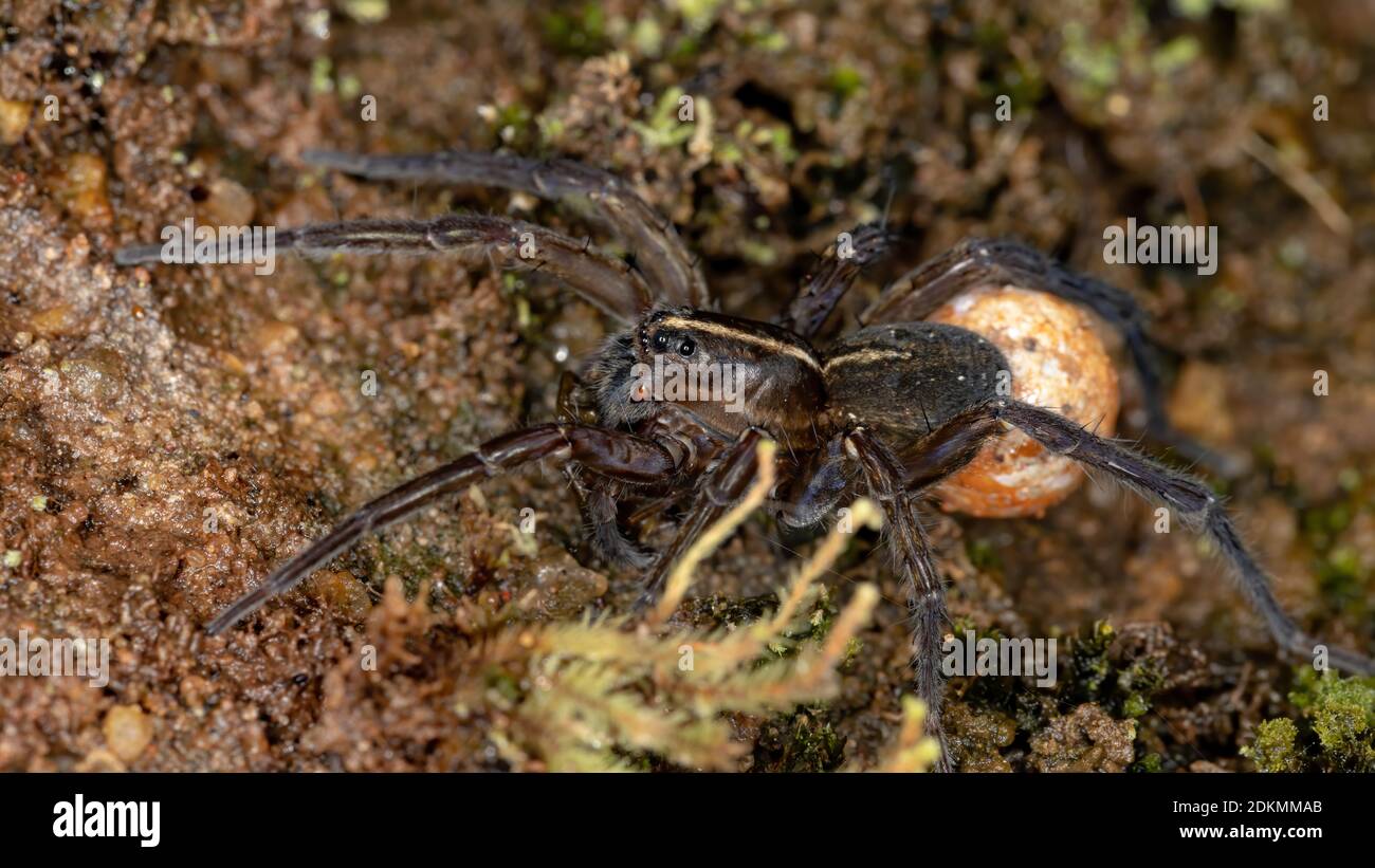 Wolf Spider of the species Allocosa paraguayensis Stock Photo - Alamy