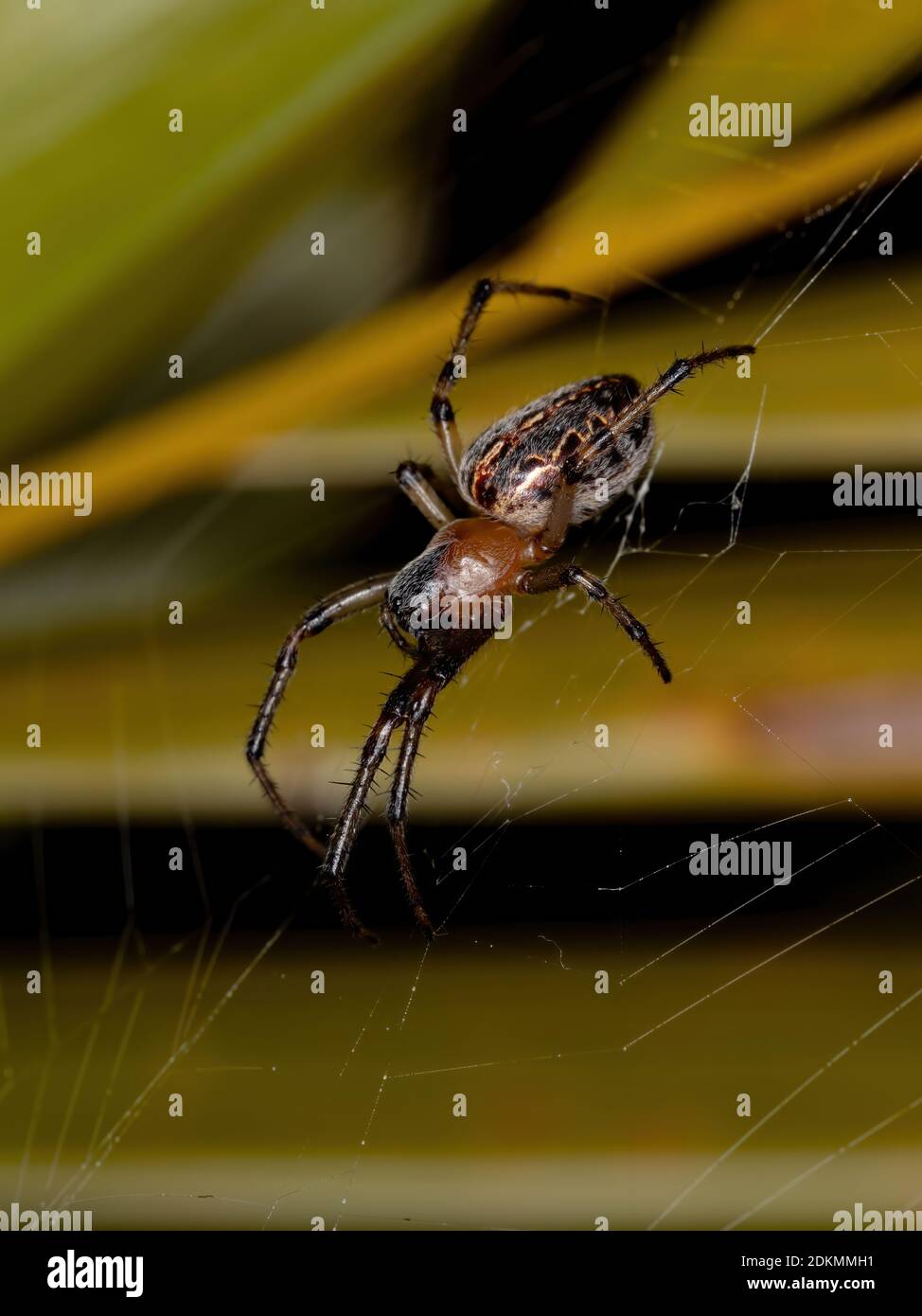 Classic Orbweaver of the species Alpaida veniliae Stock Photo - Alamy