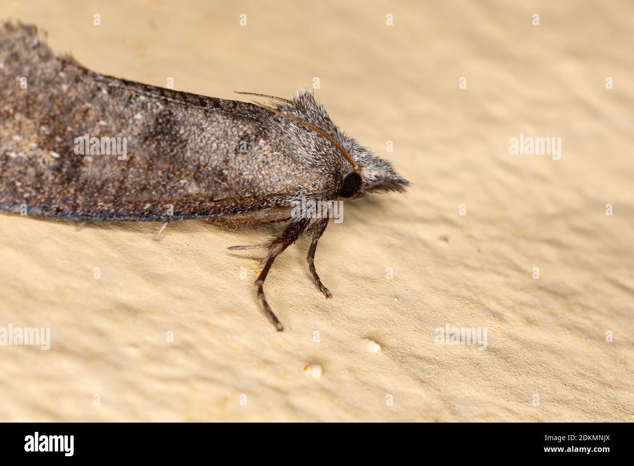 Burrowing Webworm Moth of the Subfamily Acrolophinae Stock Photo - Alamy