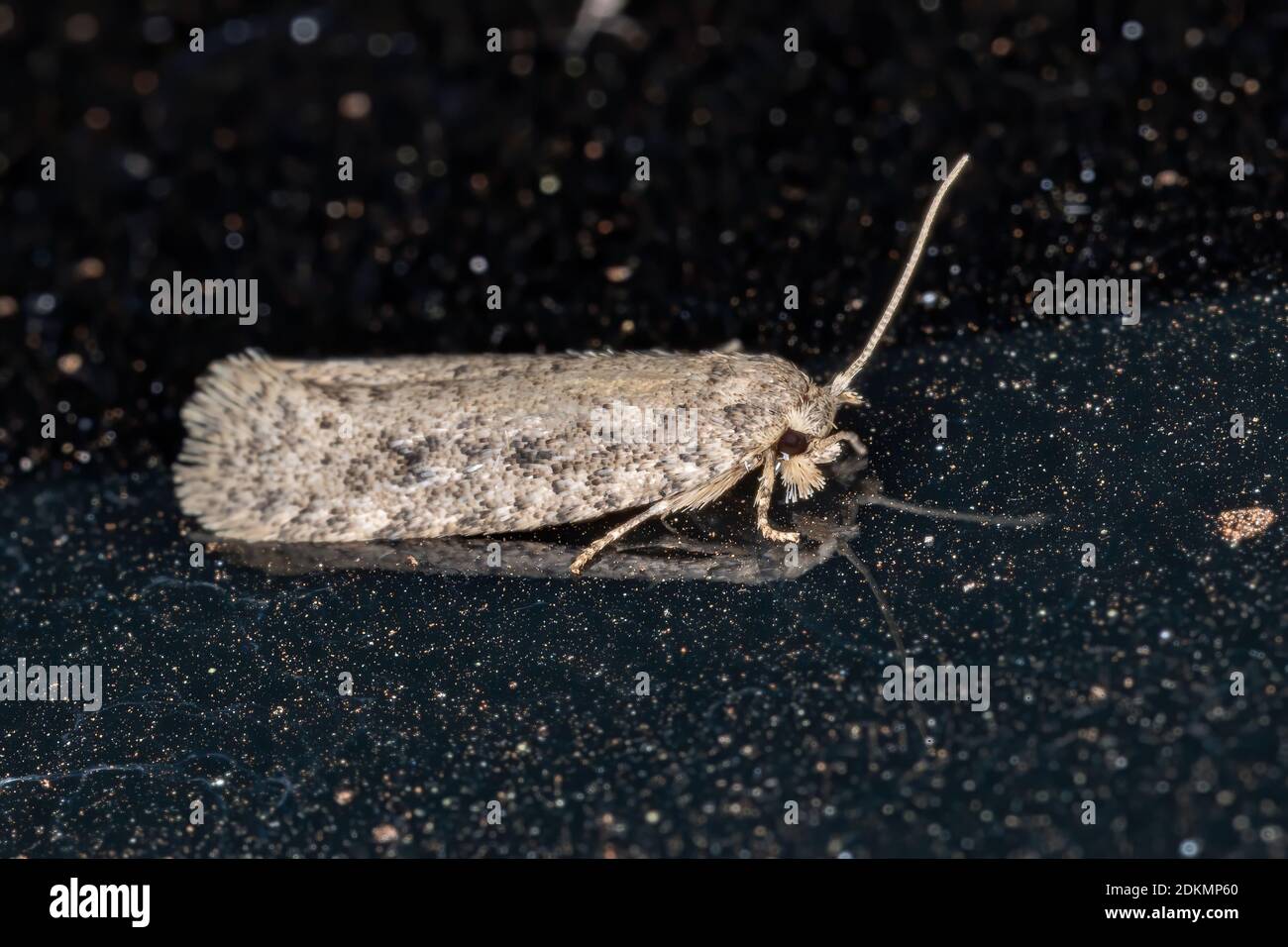 Brazilian moth of the Superfamily Tineoidea Stock Photo - Alamy