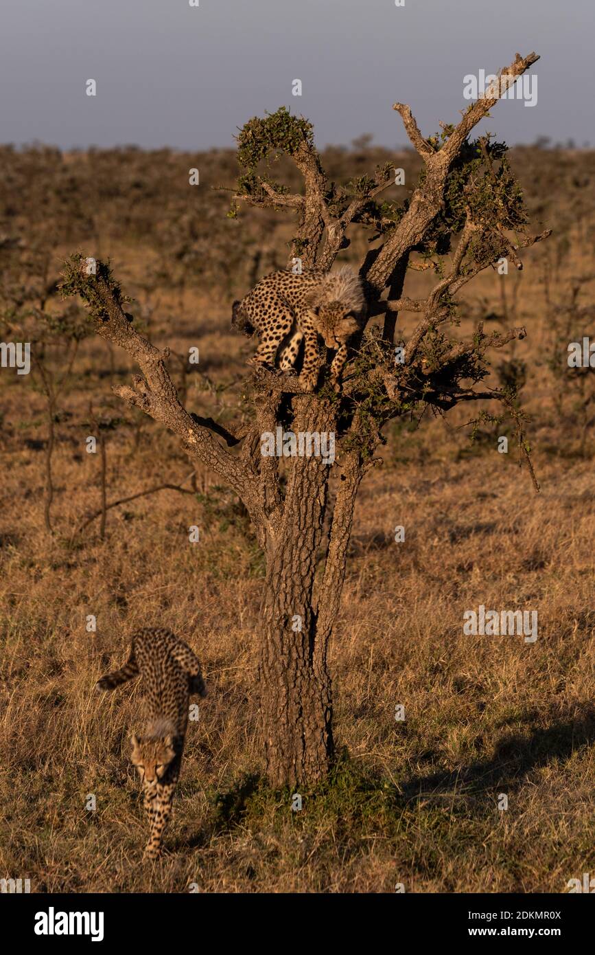Cheetahs at tree hi-res stock photography and images - Alamy