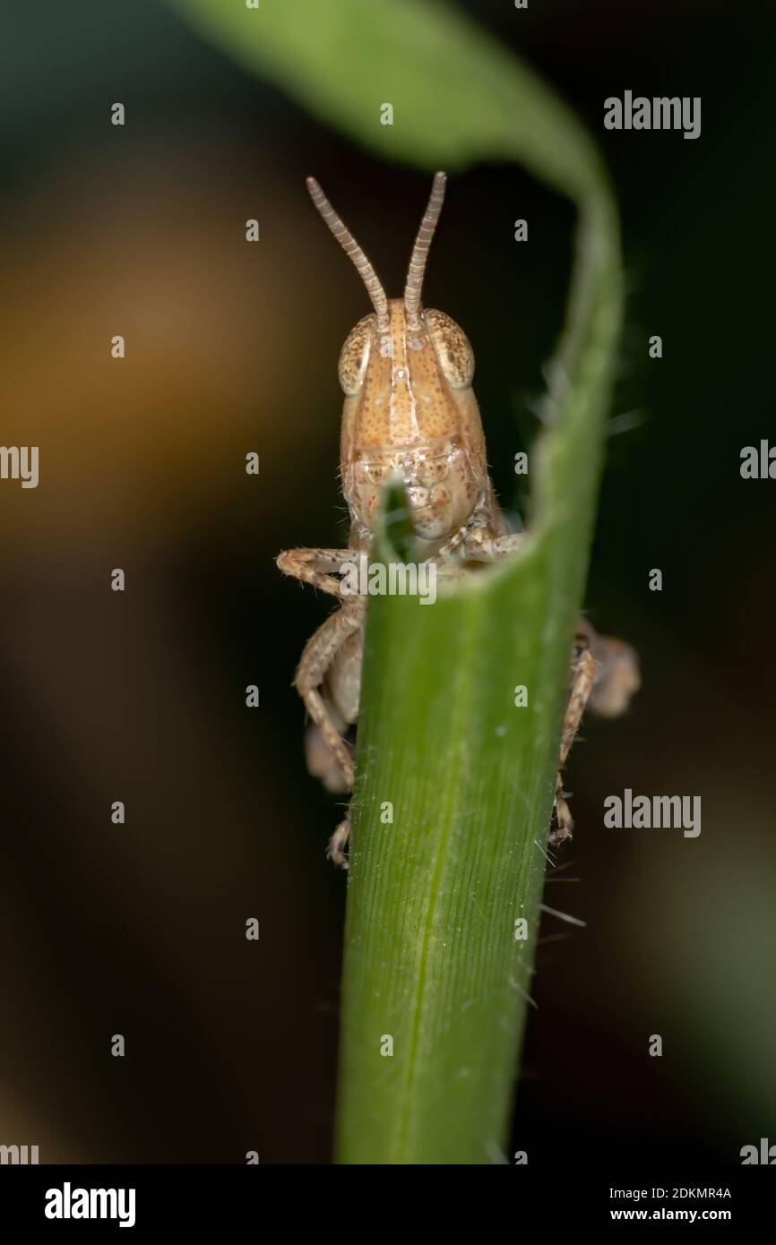 Spur-throated Grasshopper of the Subfamily Melanoplinae Stock Photo - Alamy
