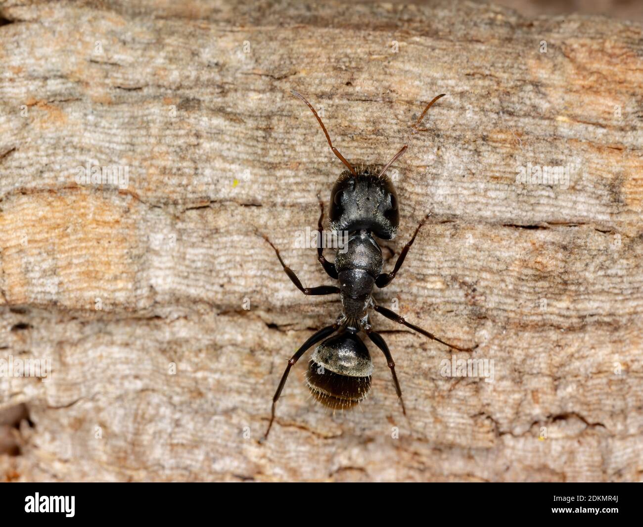 Carpenter Ant of the Genus Camponotus Stock Photo - Alamy