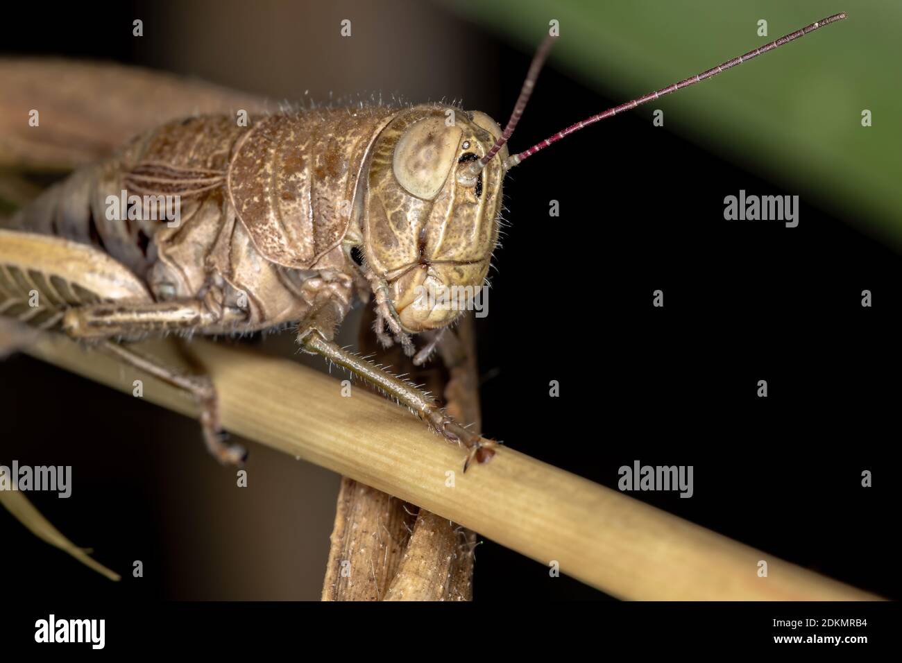 Spur-throated Grasshopper of the Subfamily Melanoplinae Stock Photo - Alamy