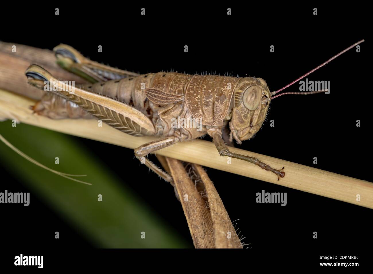 Spur-throated Grasshopper of the Subfamily Melanoplinae Stock Photo - Alamy