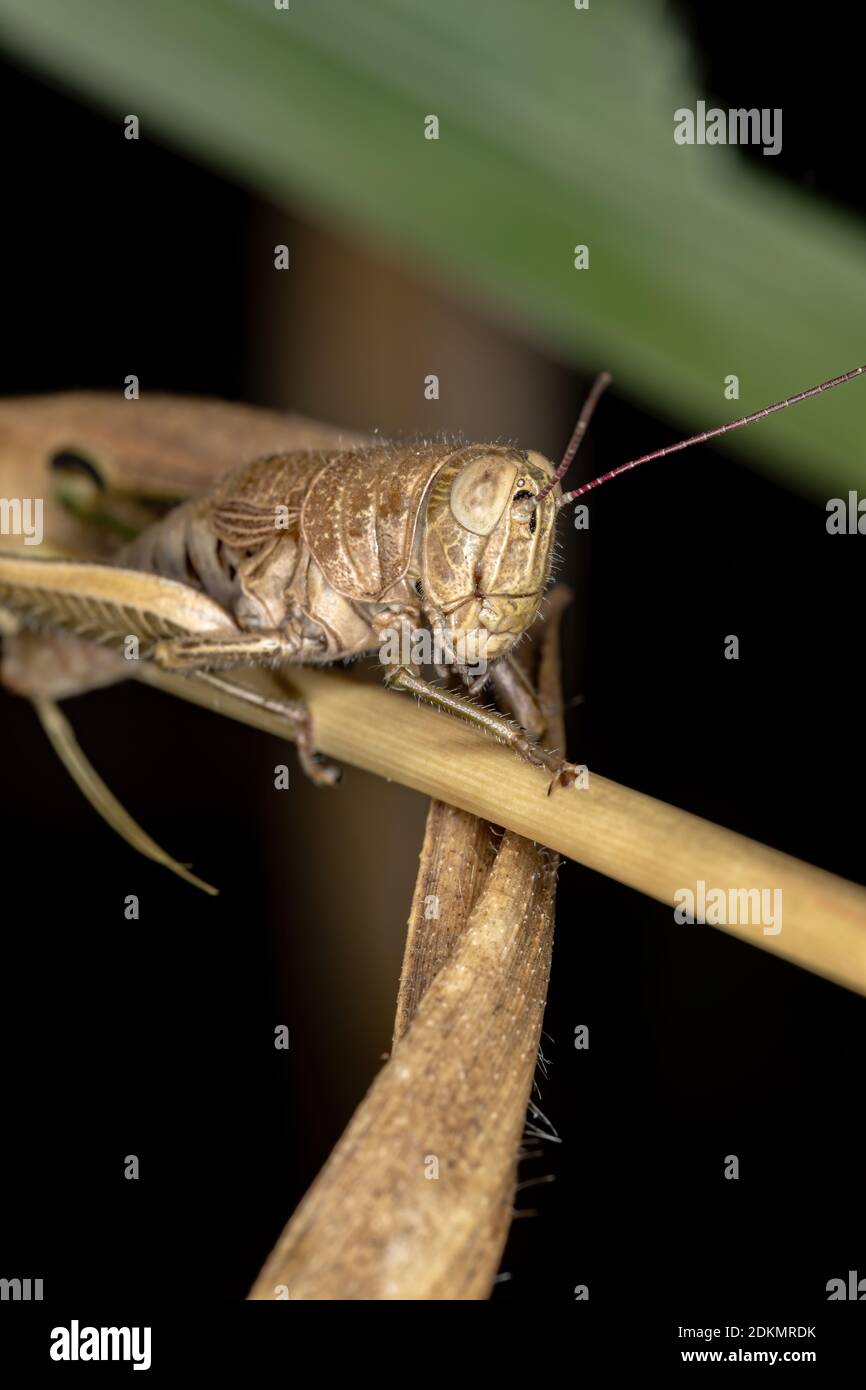 Spur-throated Grasshopper of the Subfamily Melanoplinae Stock Photo - Alamy