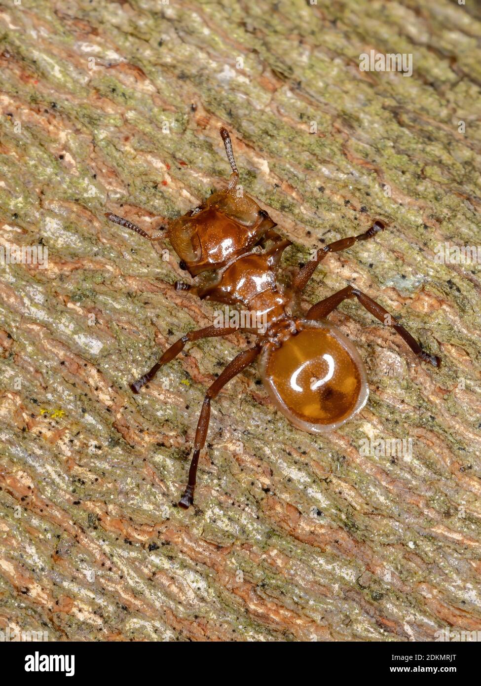 Turtle Ant of the species Cephalotes clypeatus Stock Photo - Alamy