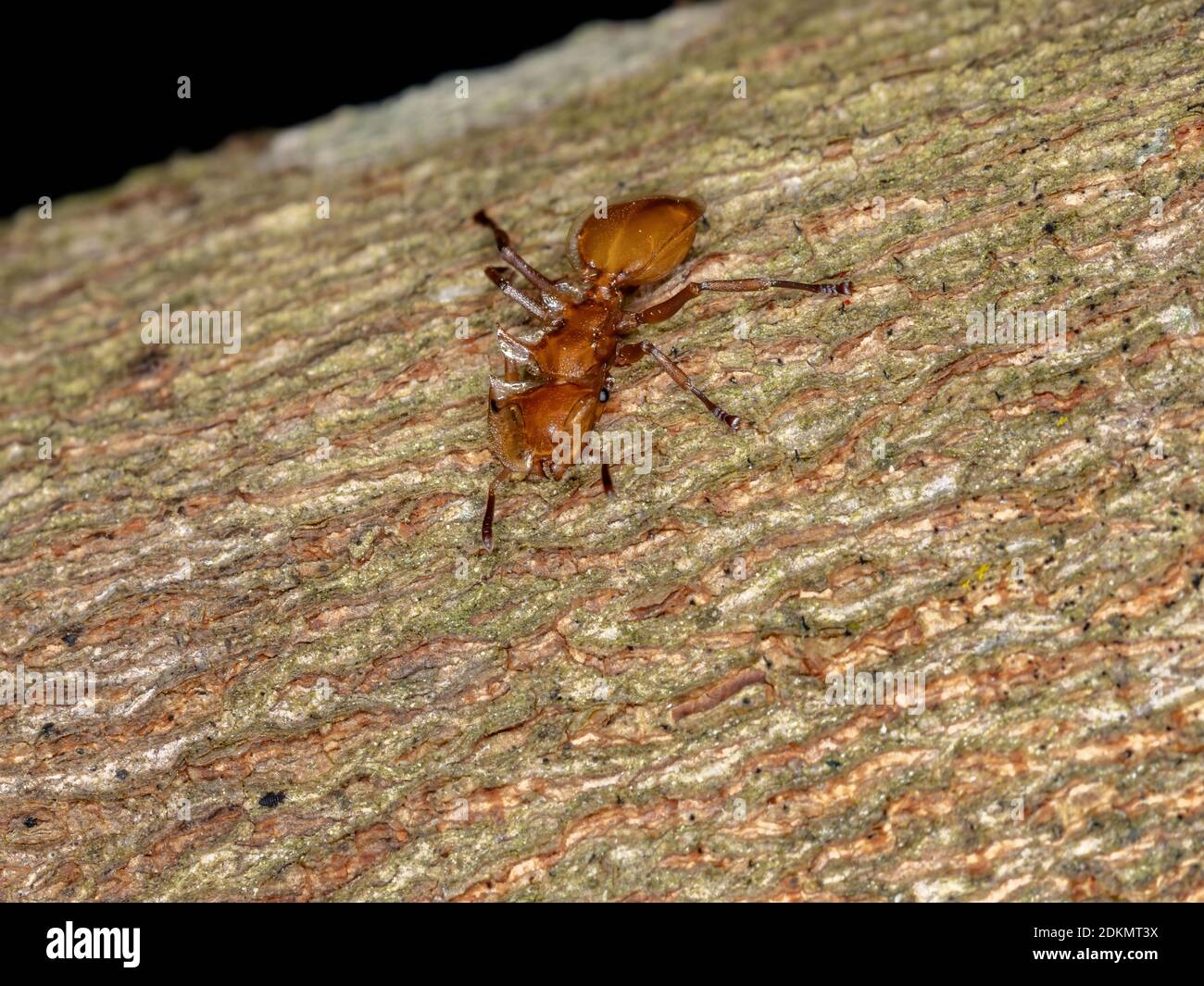 Cephalotes clypeatus hi-res stock photography and images - Alamy