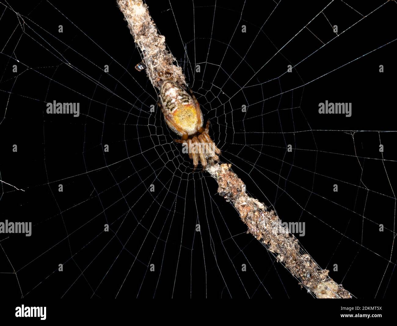 Trashline Orbweaver of the Genus Cyclosa Stock Photo - Alamy