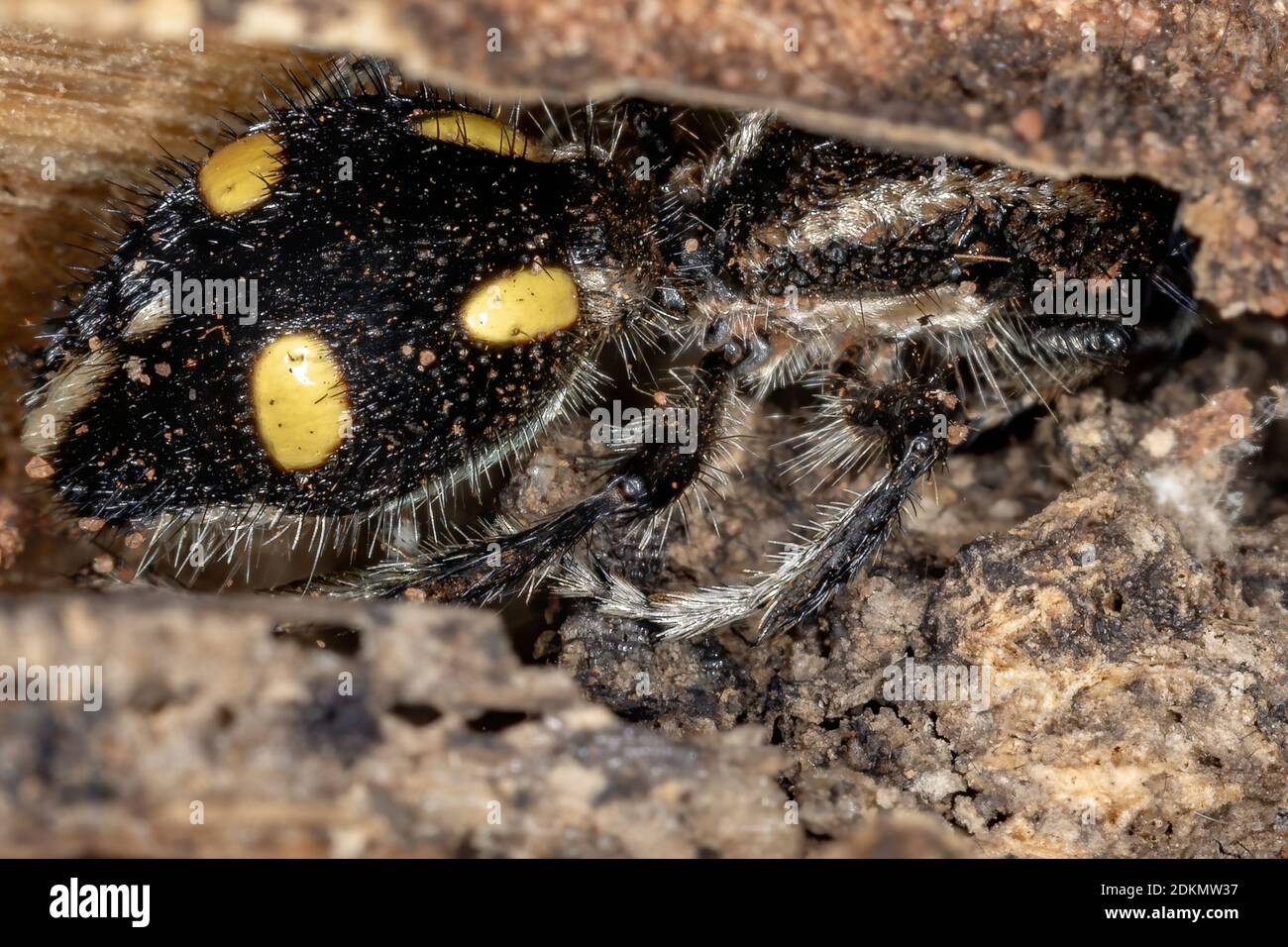 Velvet ant hi-res stock photography and images - Alamy