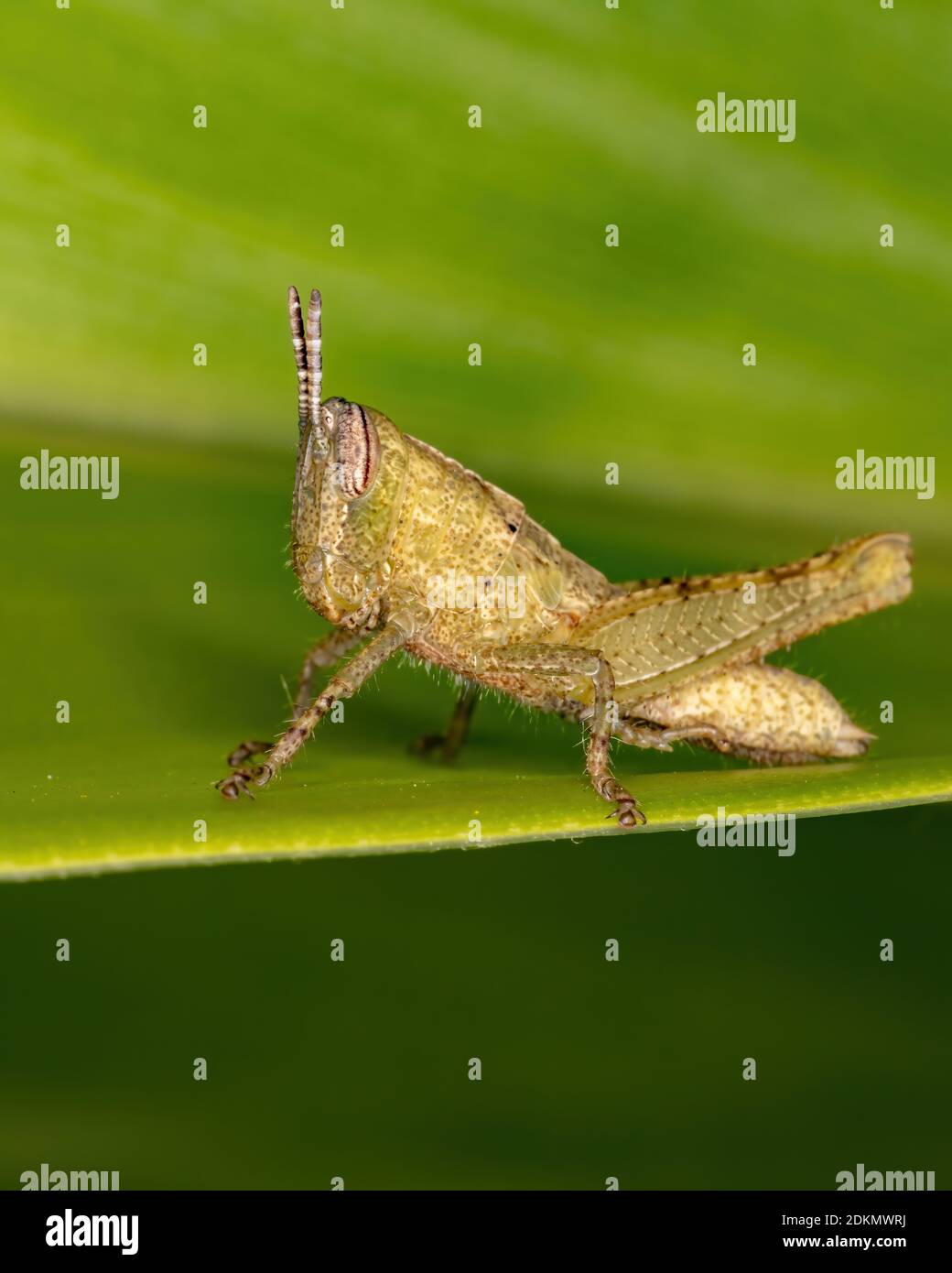 Short-horned Grasshopper of the Family Acrididae Stock Photo - Alamy