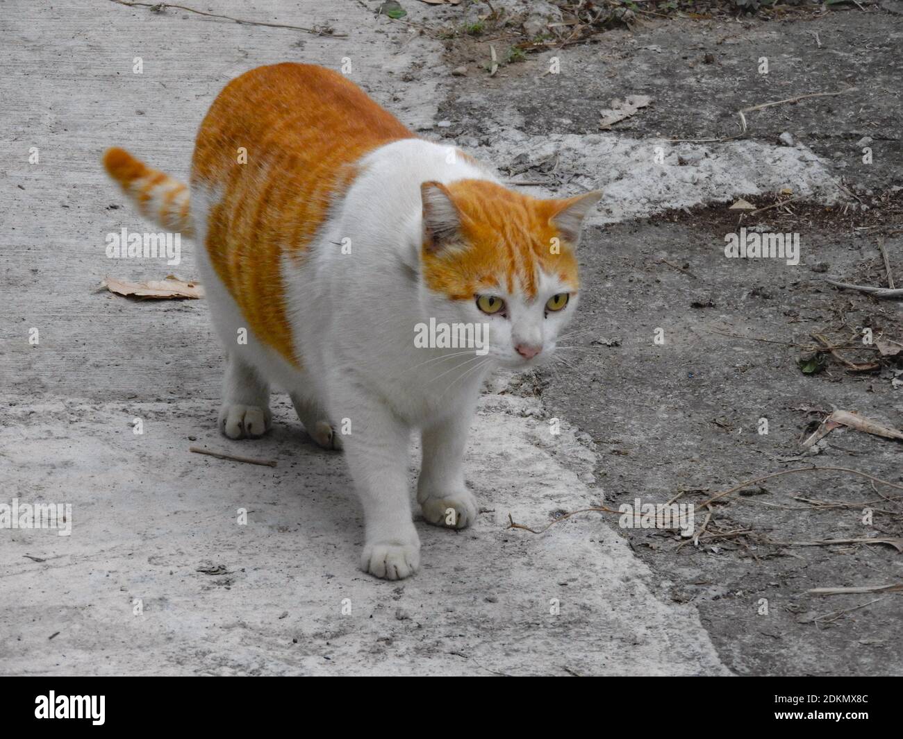 Curiosity killed cat hi-res stock photography and images - Alamy