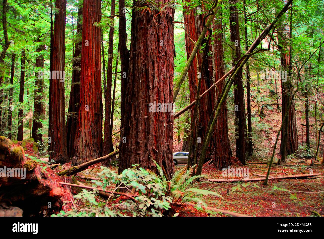Giant trees of the Redwood forest in the summertime in Northern ...