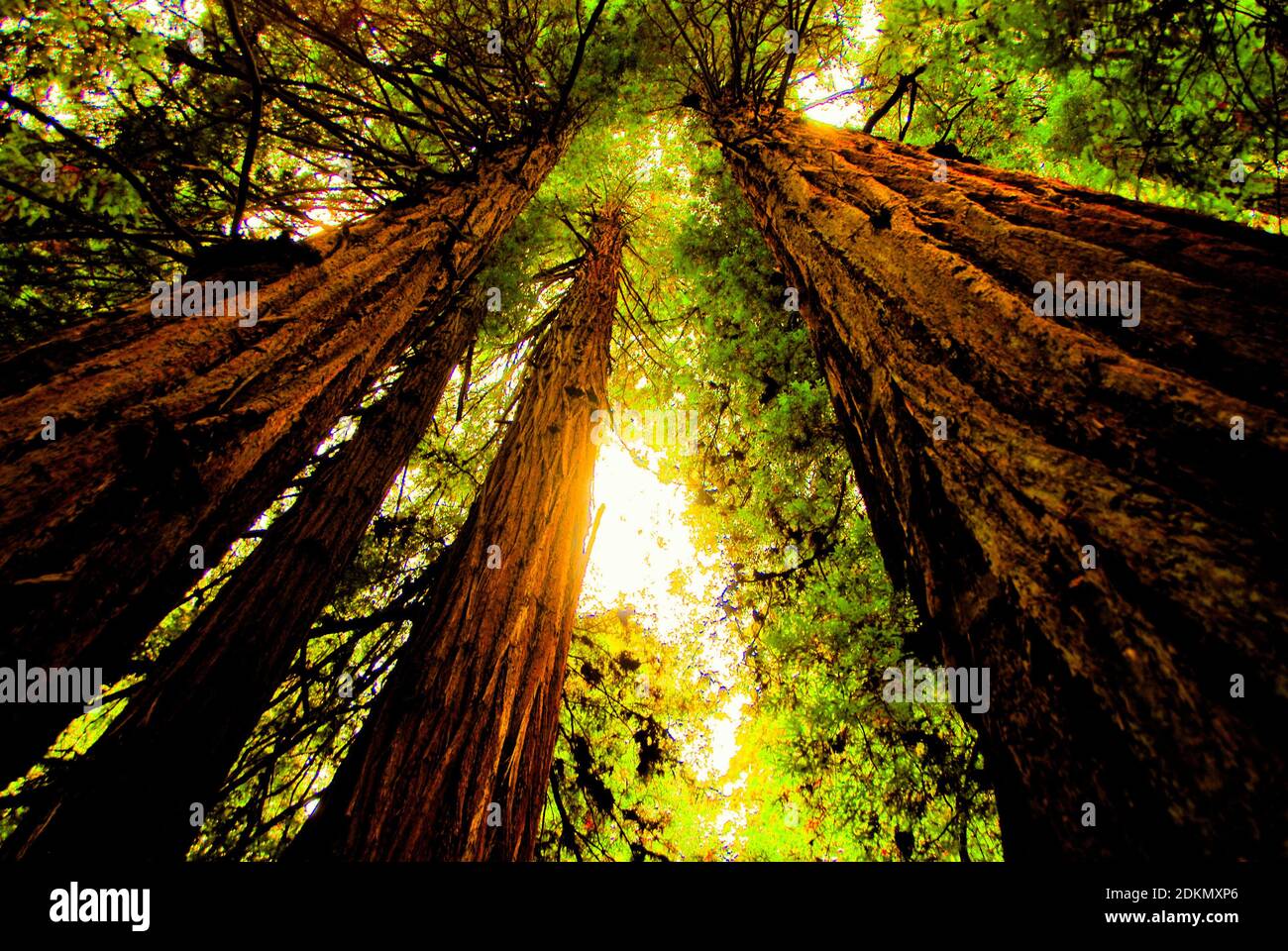 Looking up at the giant trees of the Redwood forest in summertime in ...
