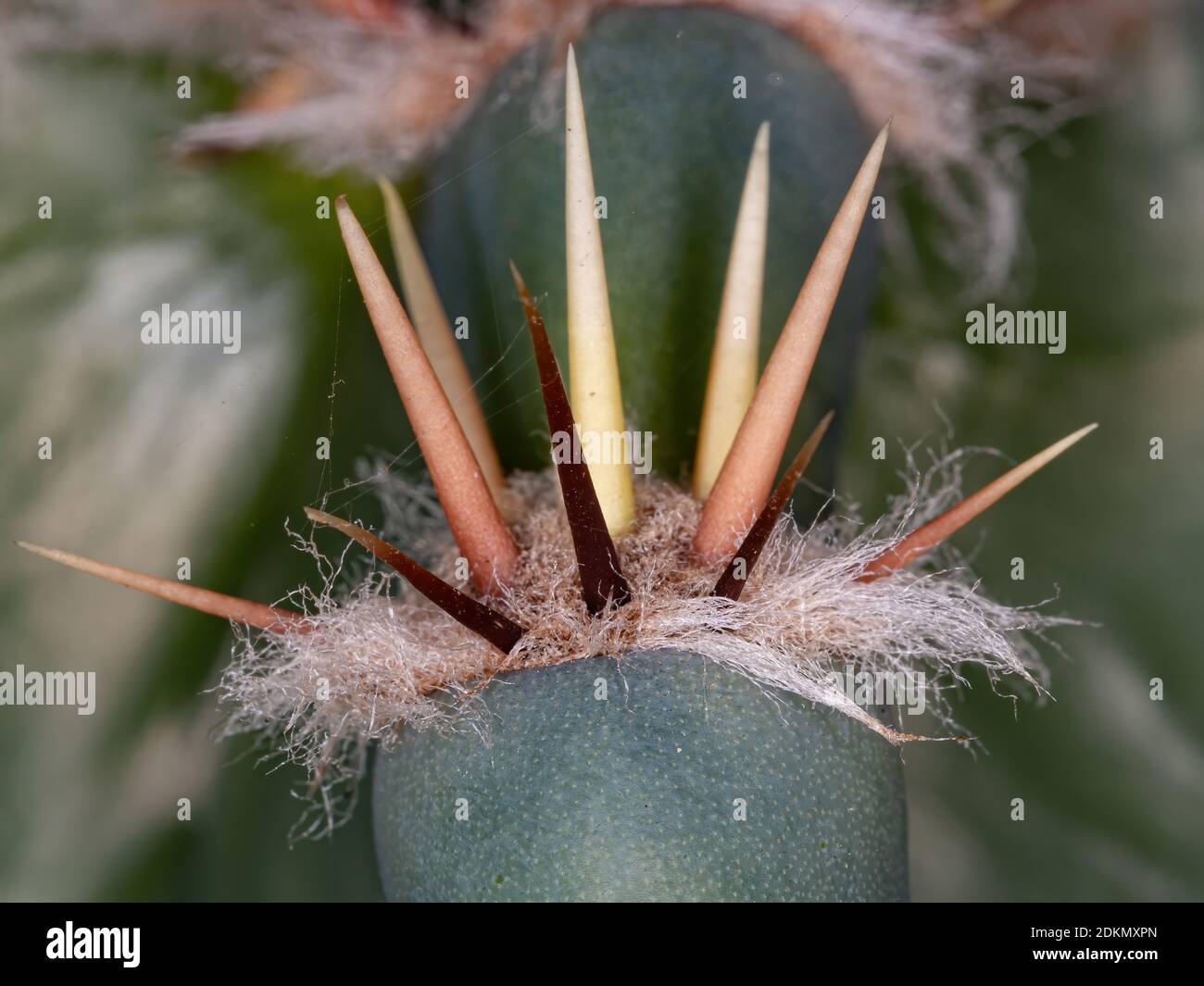 Thorns brazilian mandacaru cactus hi-res stock photography and images ...