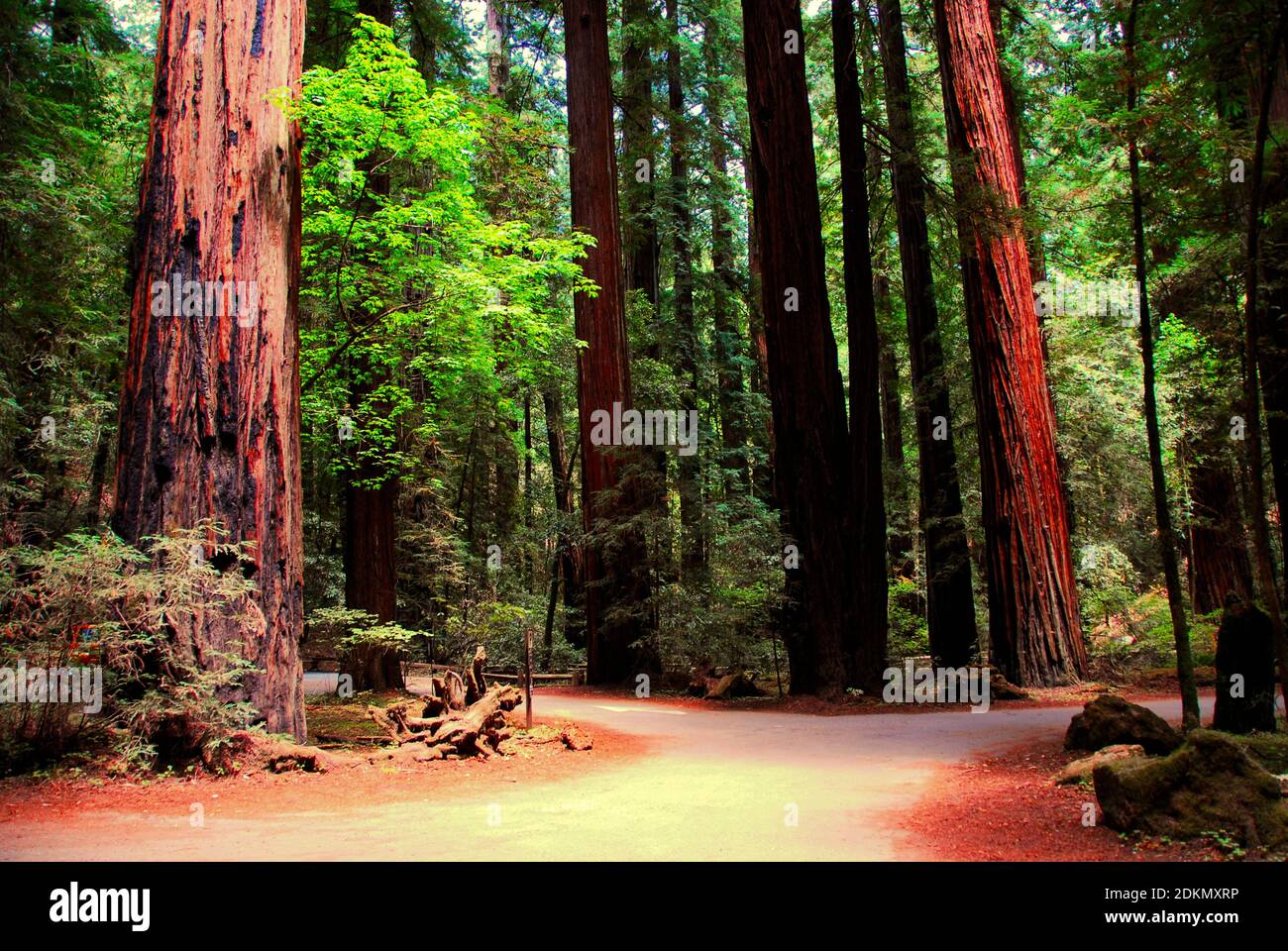 Giant trees of the Redwood forest in the summertime in Northern ...