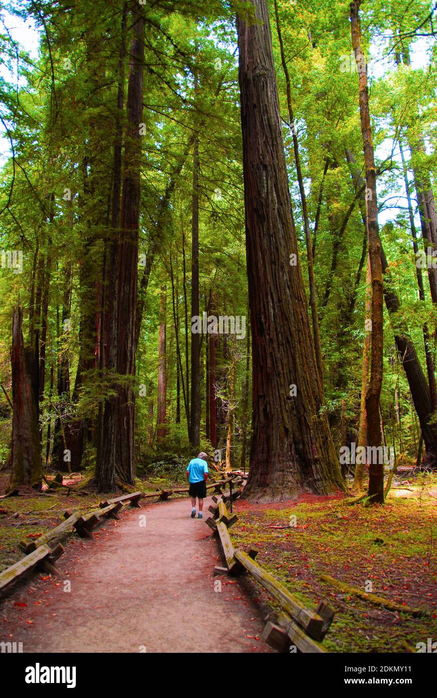 Giant trees of the Redwood forest in the summertime in Northern ...