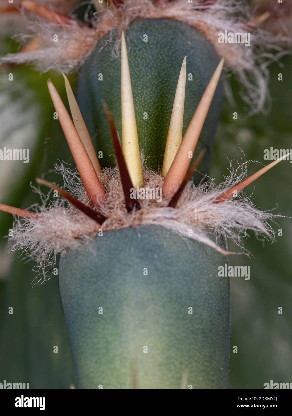 Thorns brazilian mandacaru cactus hi-res stock photography and images ...