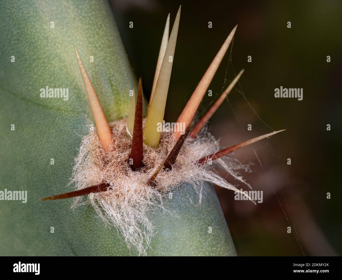 Thorns brazilian mandacaru cactus hi-res stock photography and images ...