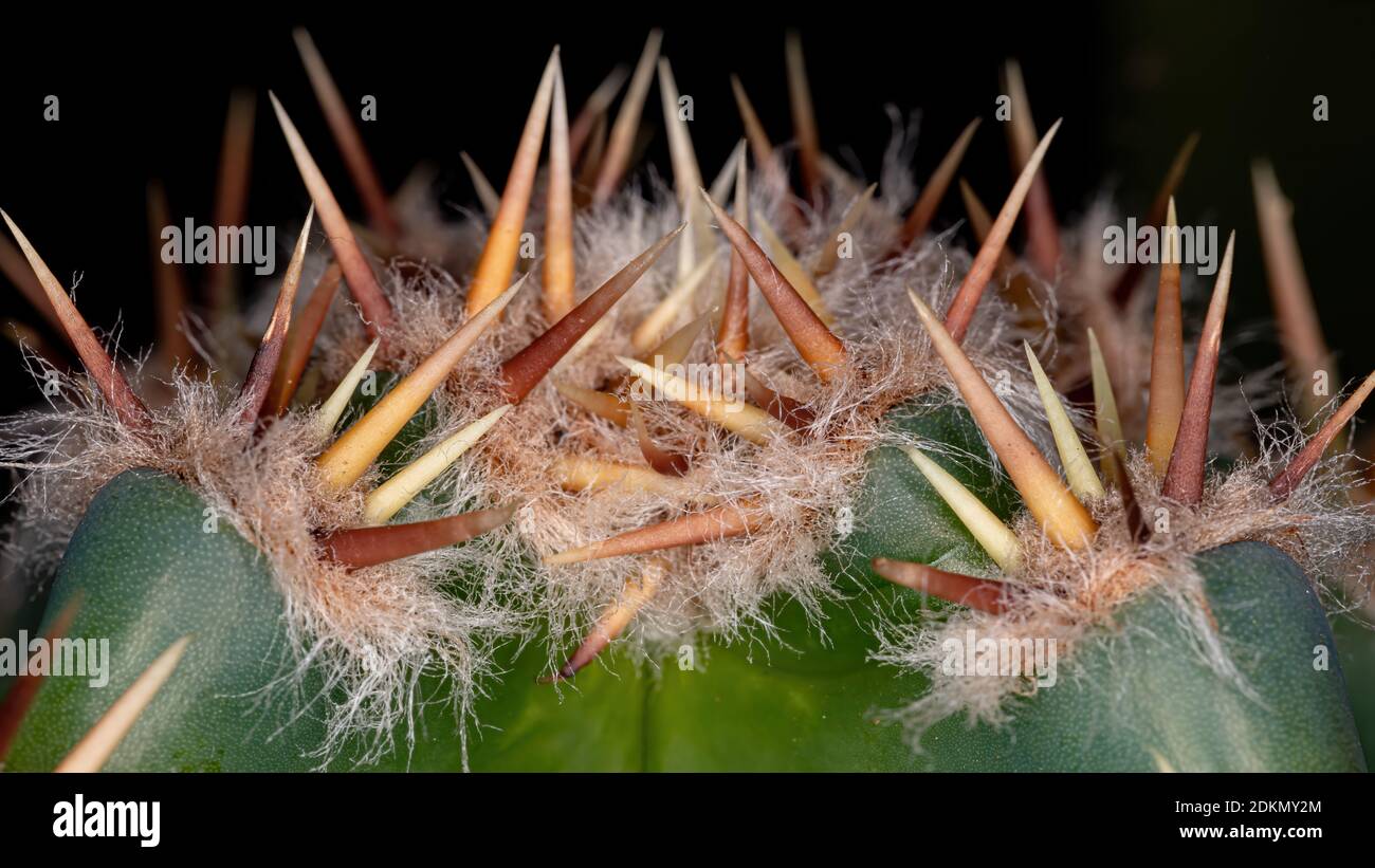 Thorns of the Brazilian mandacaru cactus of the species Cereus jamacaru ...